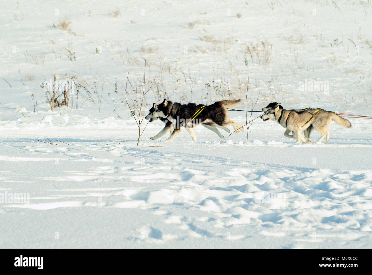 four sled dogs rush along the snowfield pulling sleds (sleds behind the ...