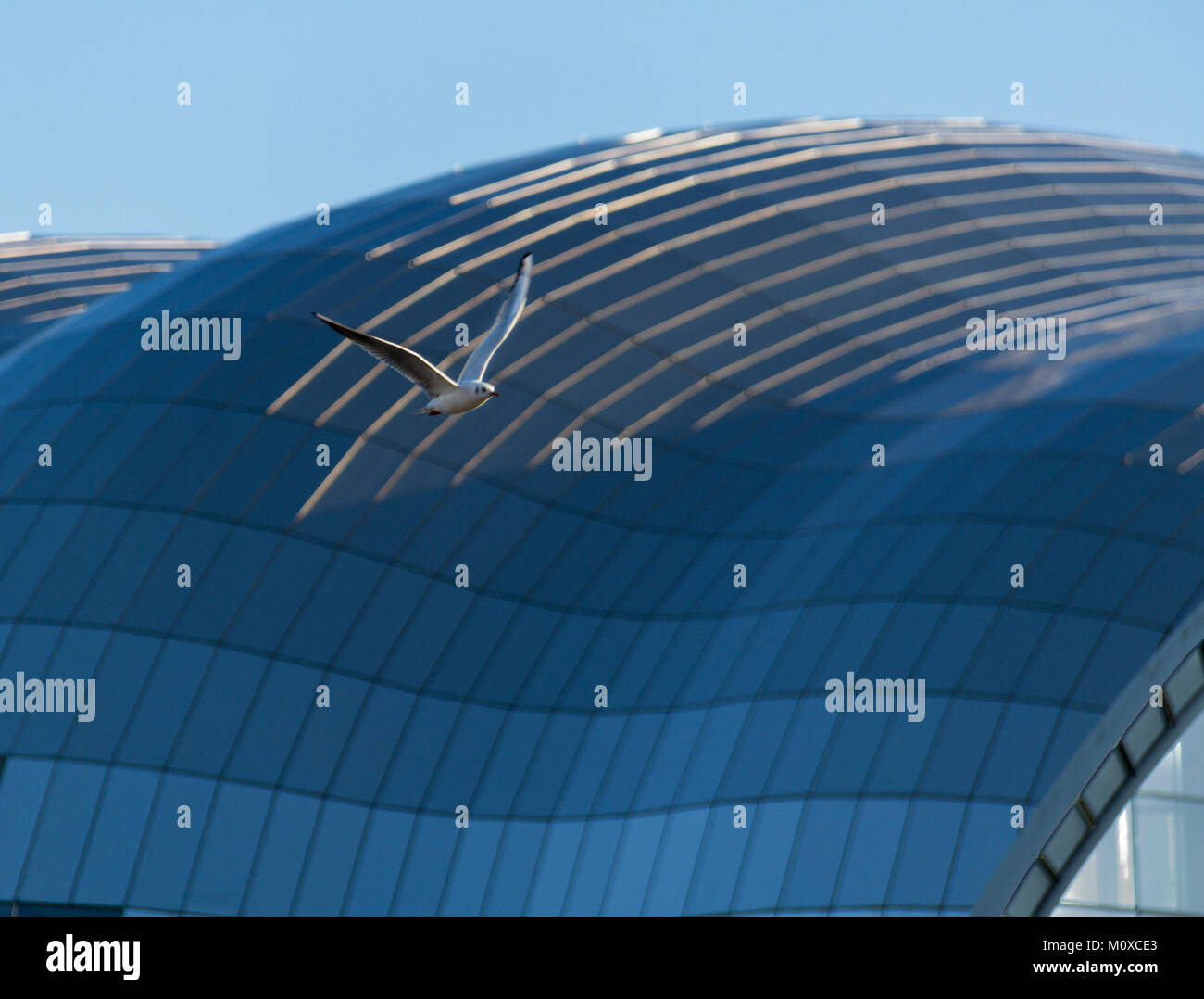 Seagull flying in front of the Sage Gateshead concert hall over river ...