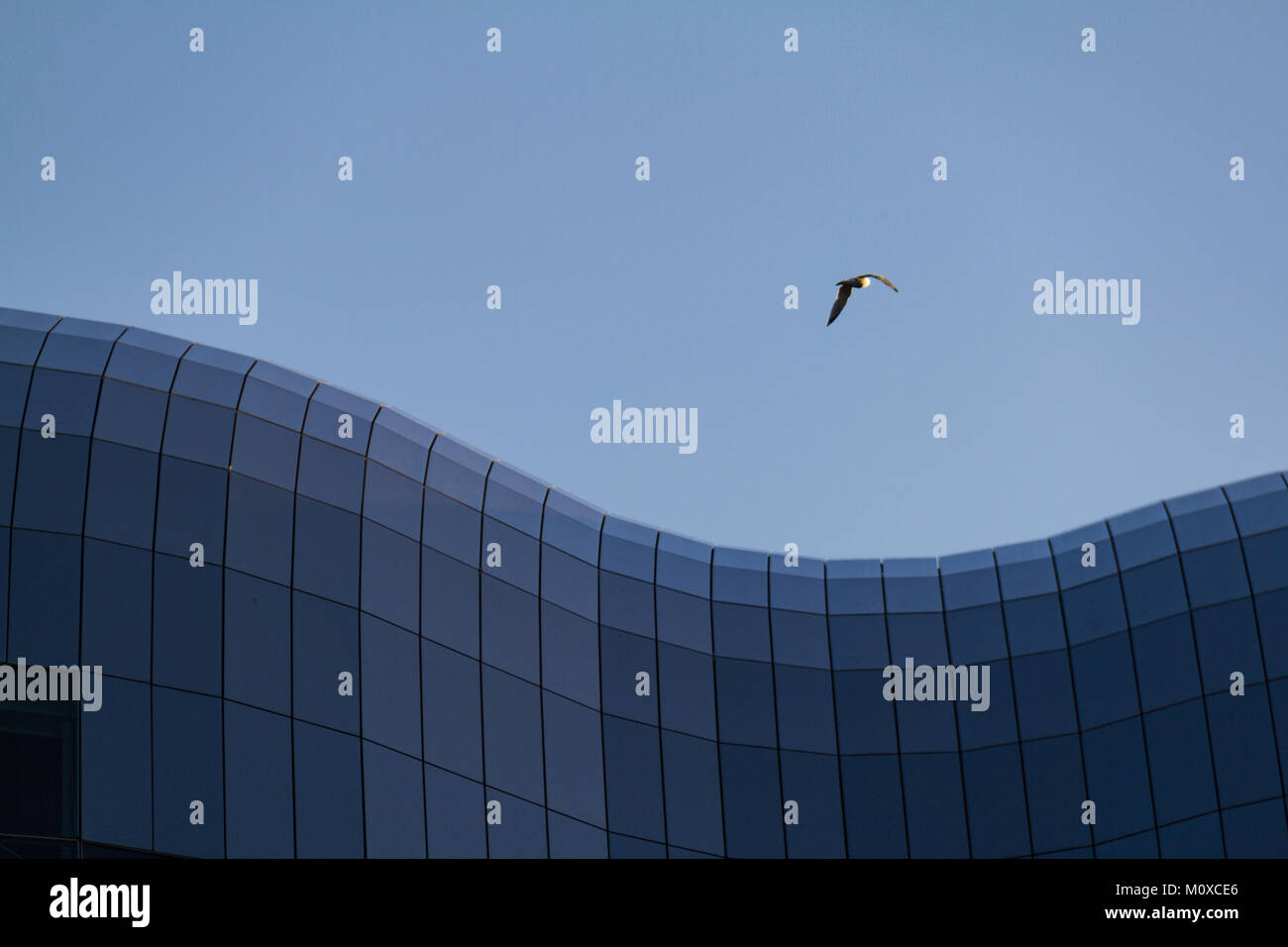 Seagull flying over the Sage Gateshead concert hall over river Tyne on ...