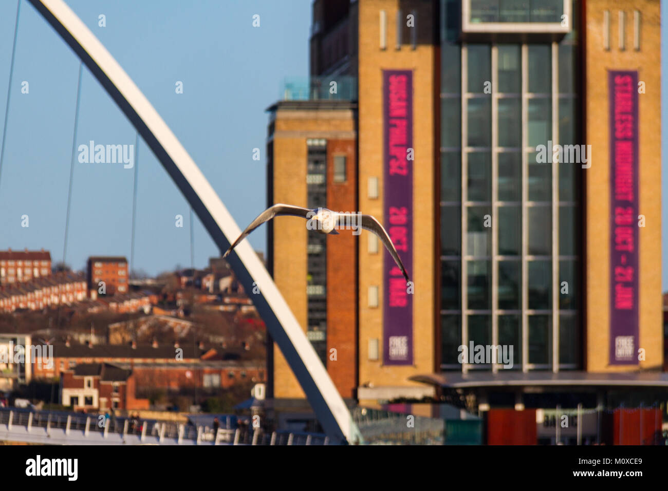 Seagull flying over river Tyne in Newcastle with a section of the ...