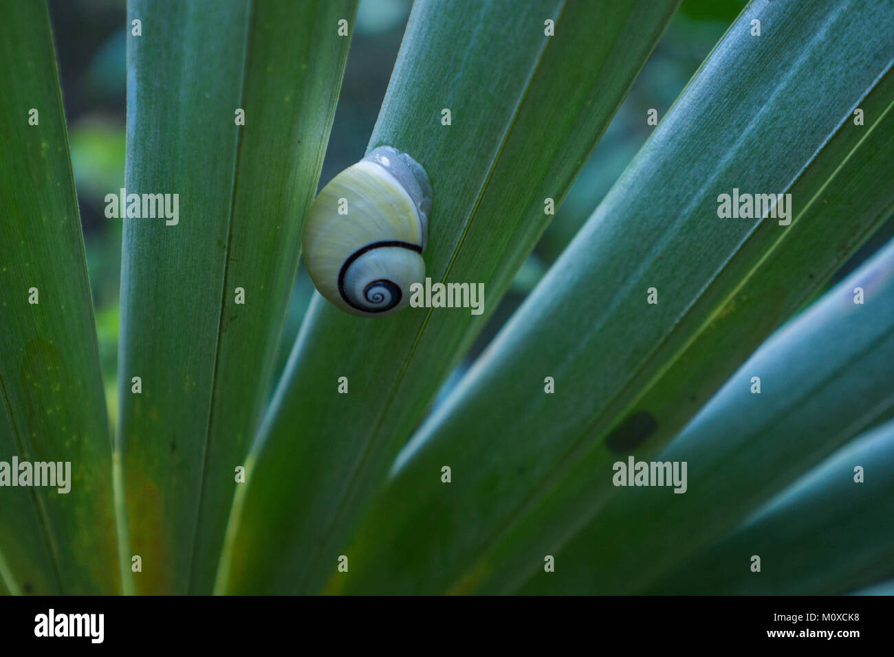 Polymita hi-res stock photography and images - Alamy