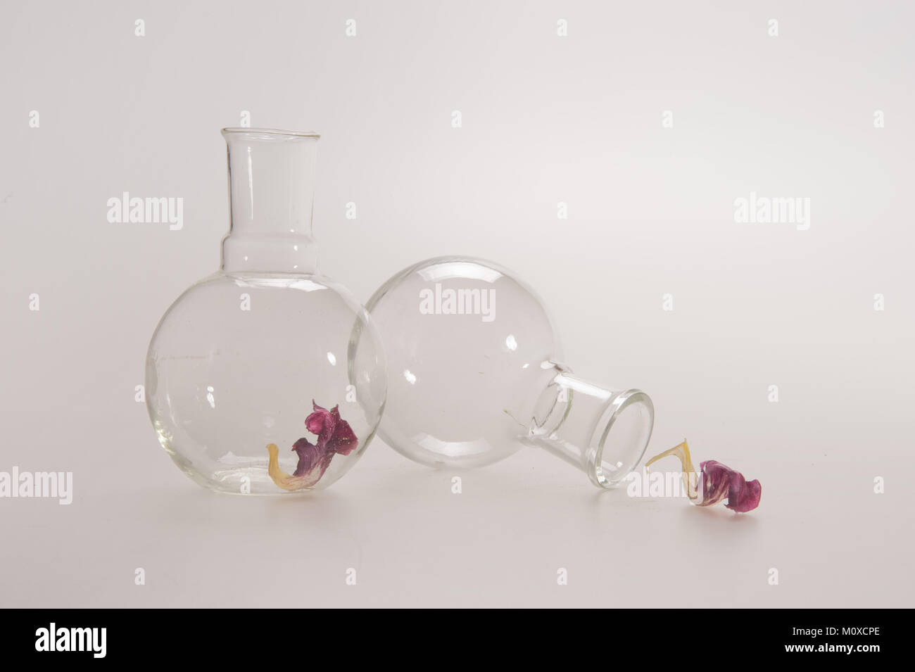 Two glass transparent round chemical flasks on a white background, one ...