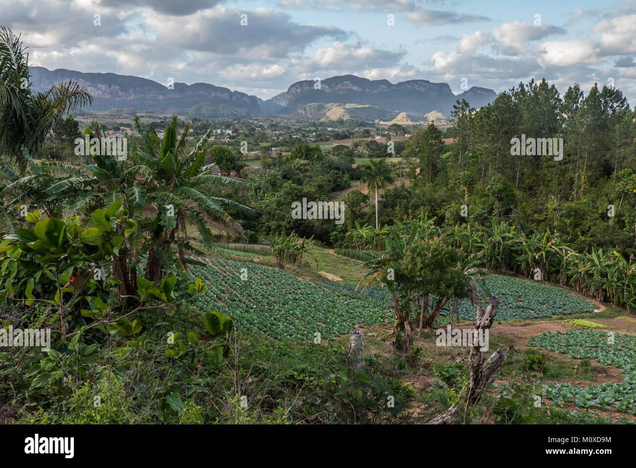 Tobacco farms and rolling hills in Vinales, Cuba Stock Photo - Alamy
