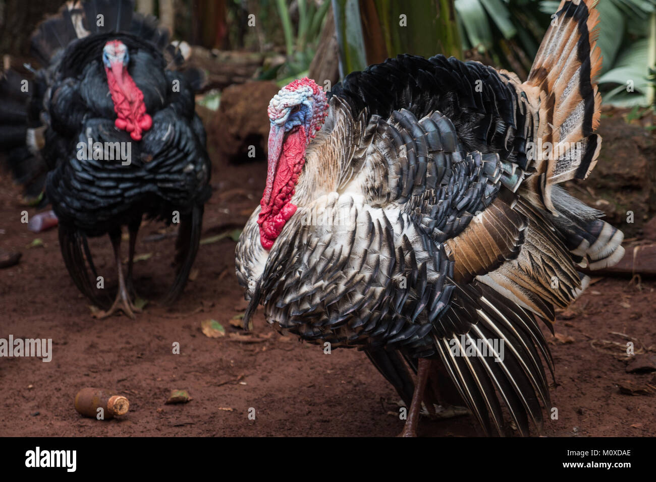 Turkey in Baracoa, Cuba Stock Photo - Alamy