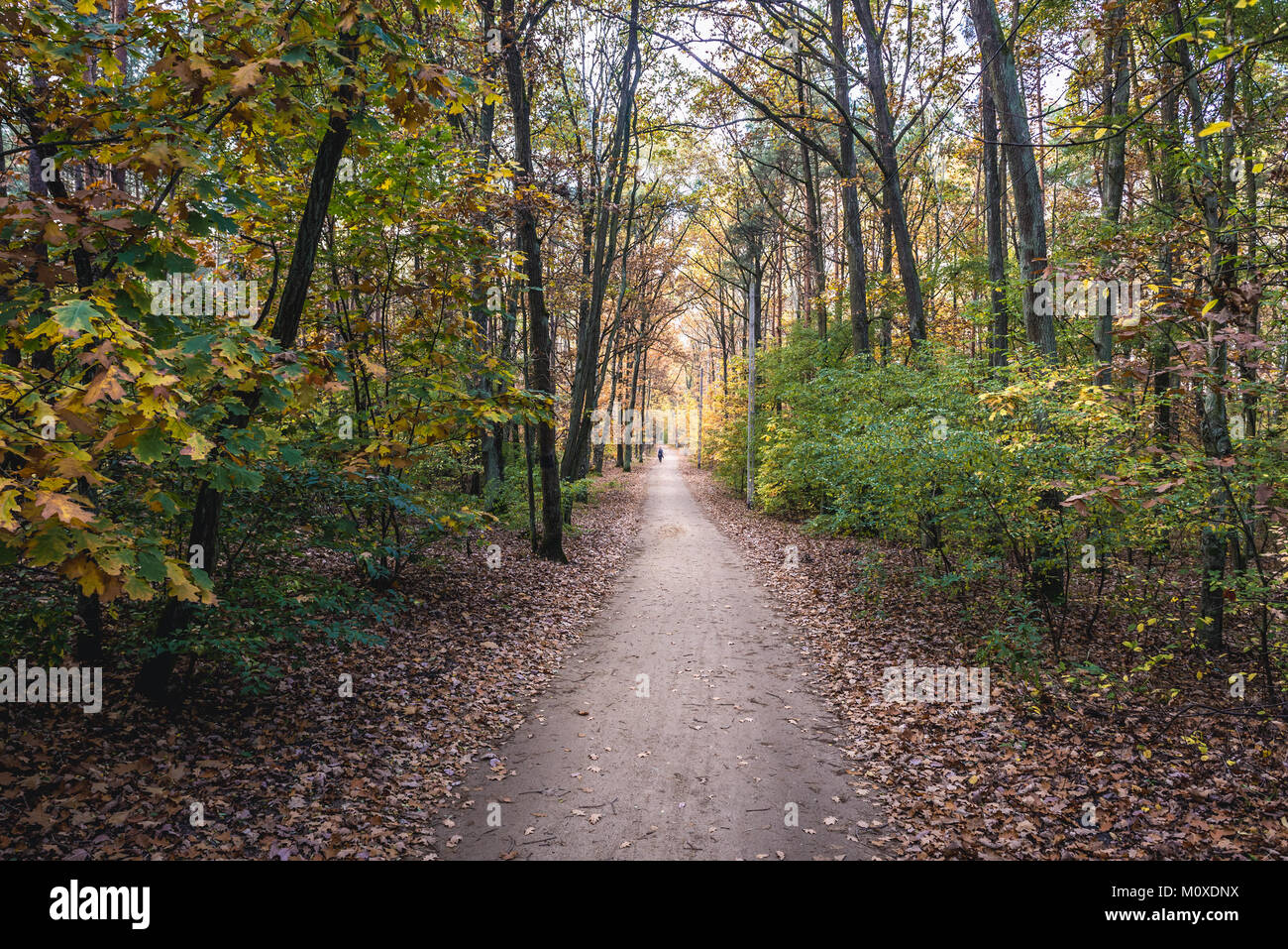 Autumn in Kampinos Forest National Park, large forests complex in ...