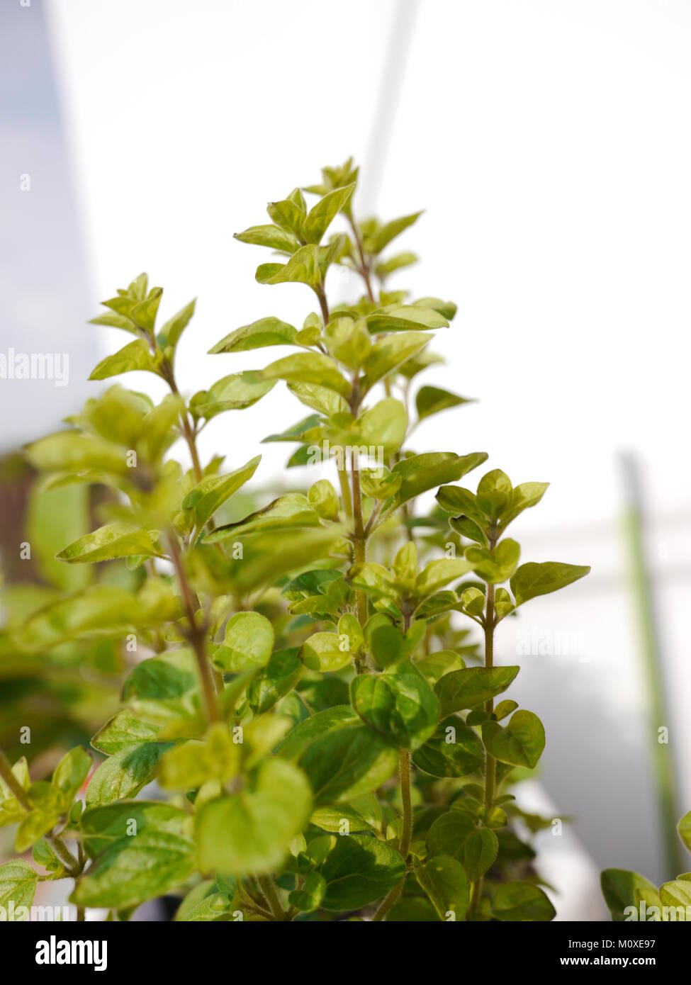 Oregano seedling hi-res stock photography and images - Alamy
