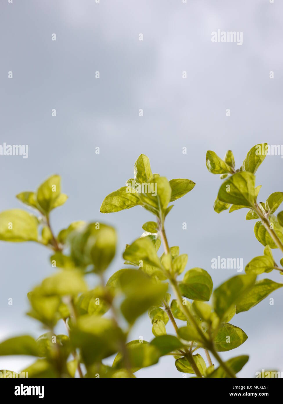 Oregano seedling hi-res stock photography and images - Alamy