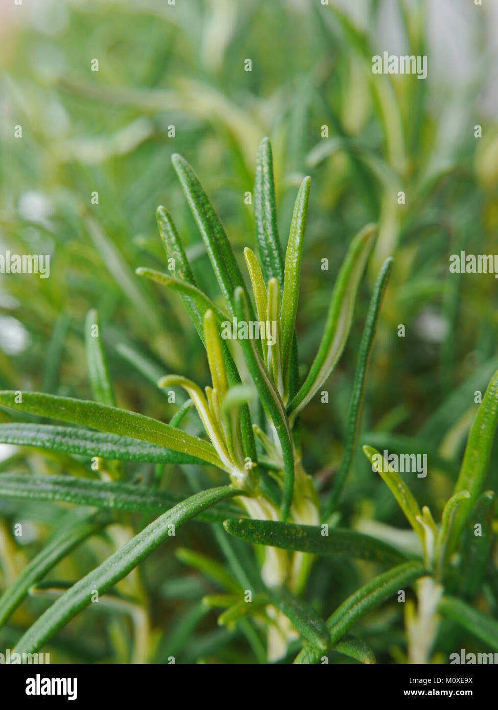 Rosemary spring hi-res stock photography and images - Alamy