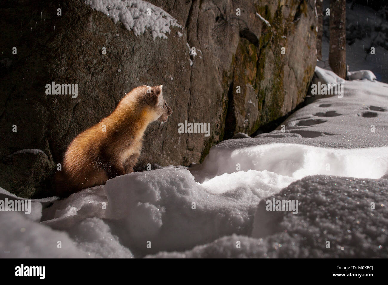 Marten Trap High Resolution Stock Photography and Images - Alamy