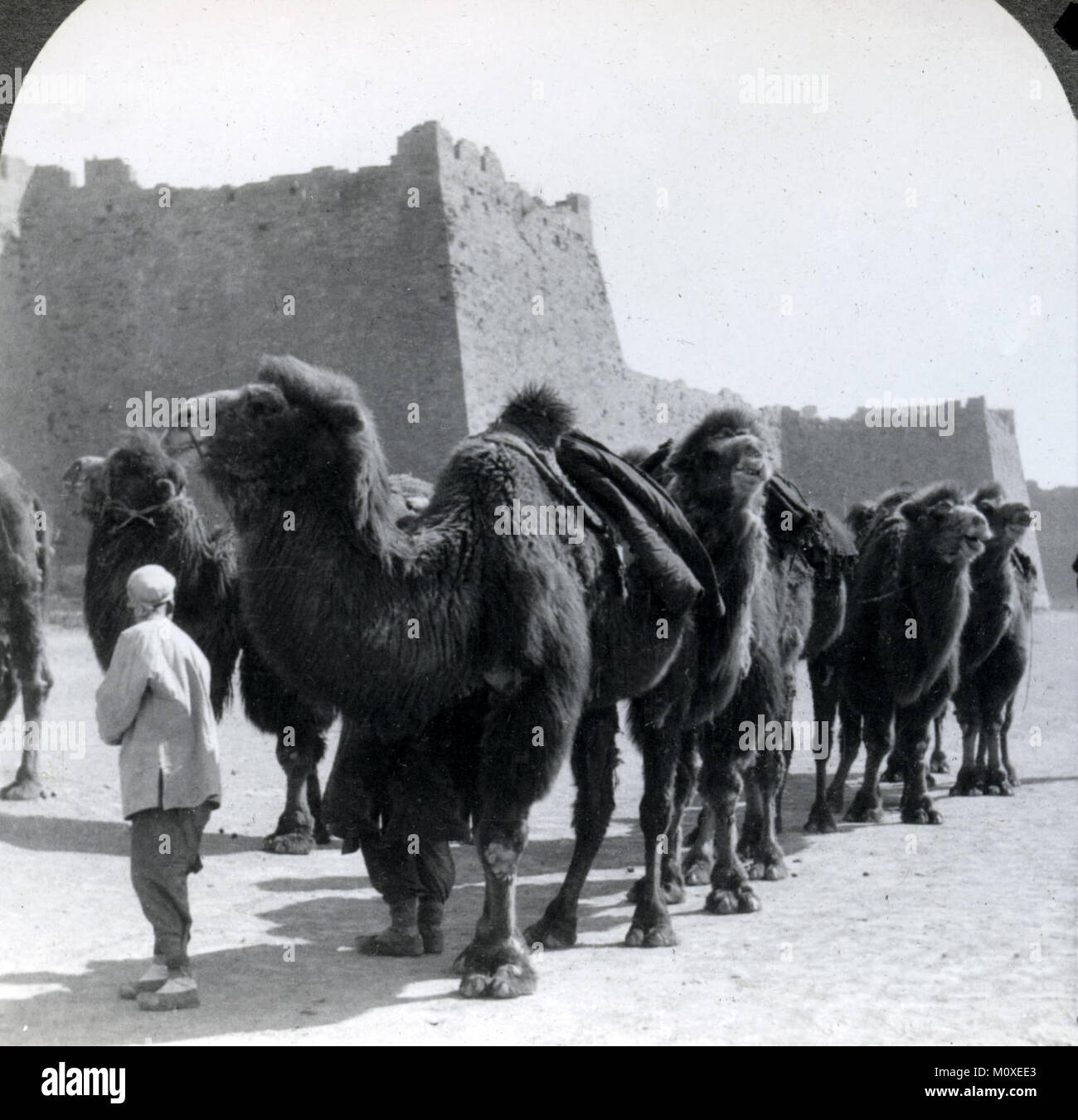 Camel caravan, city wallls, Beijing, Peking, China c.1900 Stock Photo ...