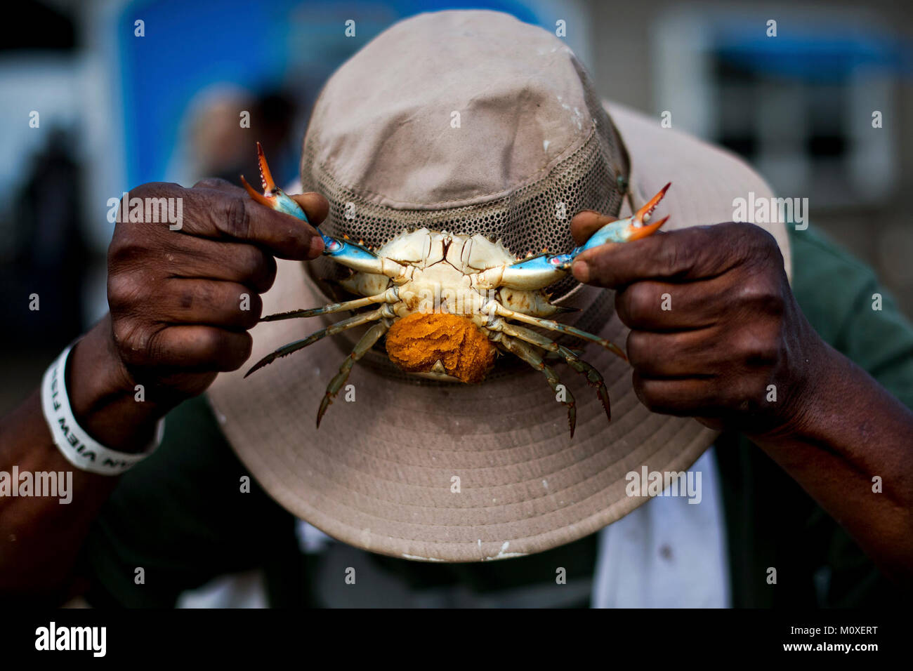 JD poses a female Chesapeake Blue Crab on his hat after catching it. JD ...