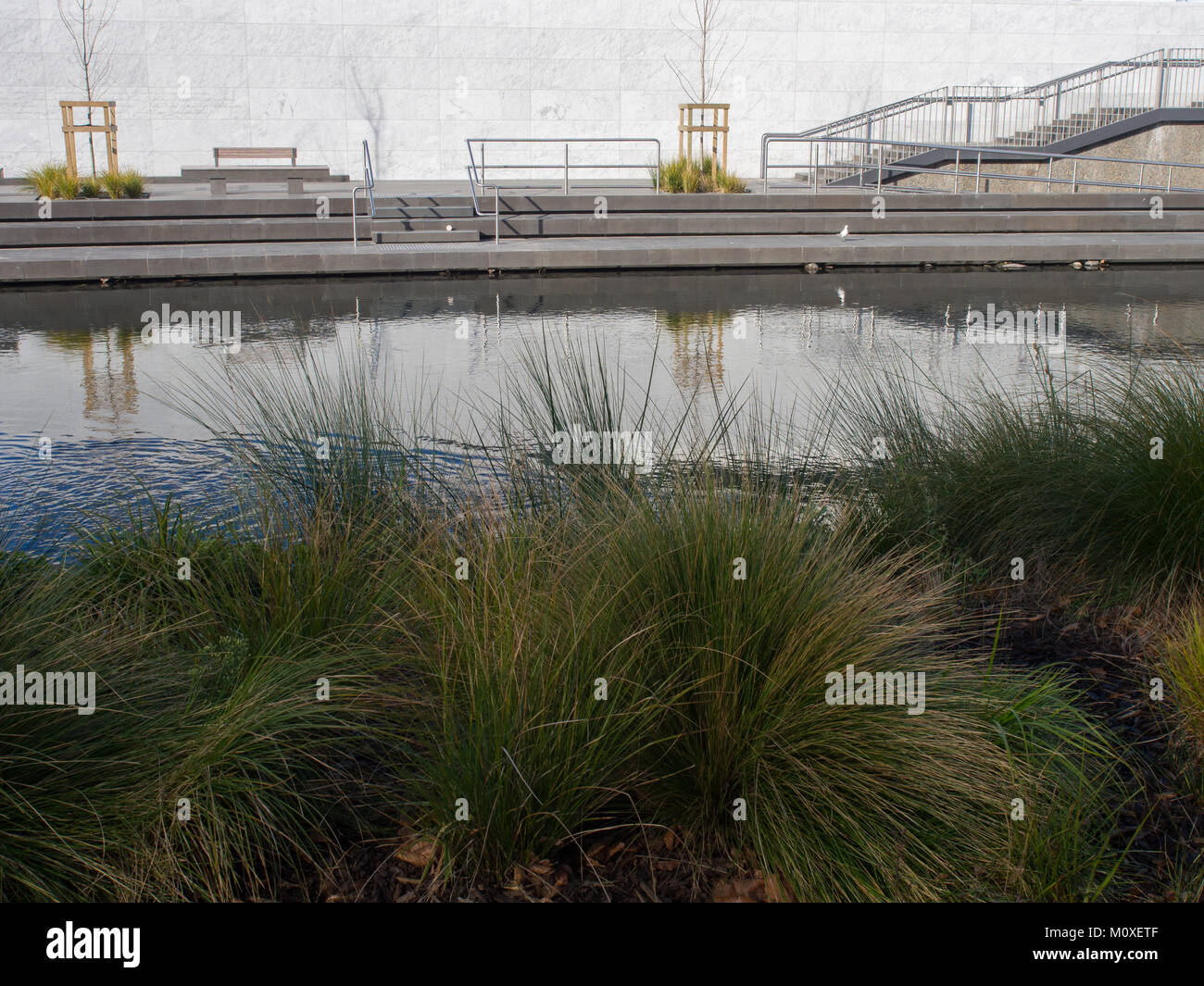 Grasses On The Avon Riverbank Stock Photo - Alamy