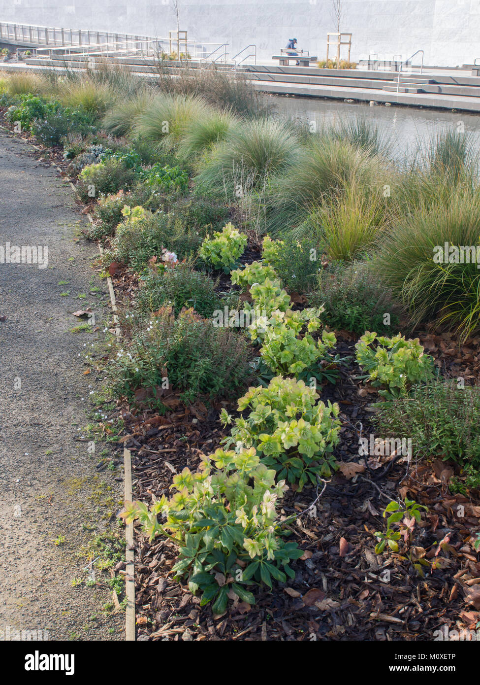 Riverbank plants hi-res stock photography and images - Alamy