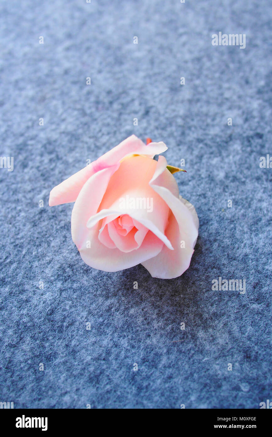 Red rose with grey color background hi-res stock photography and images ...