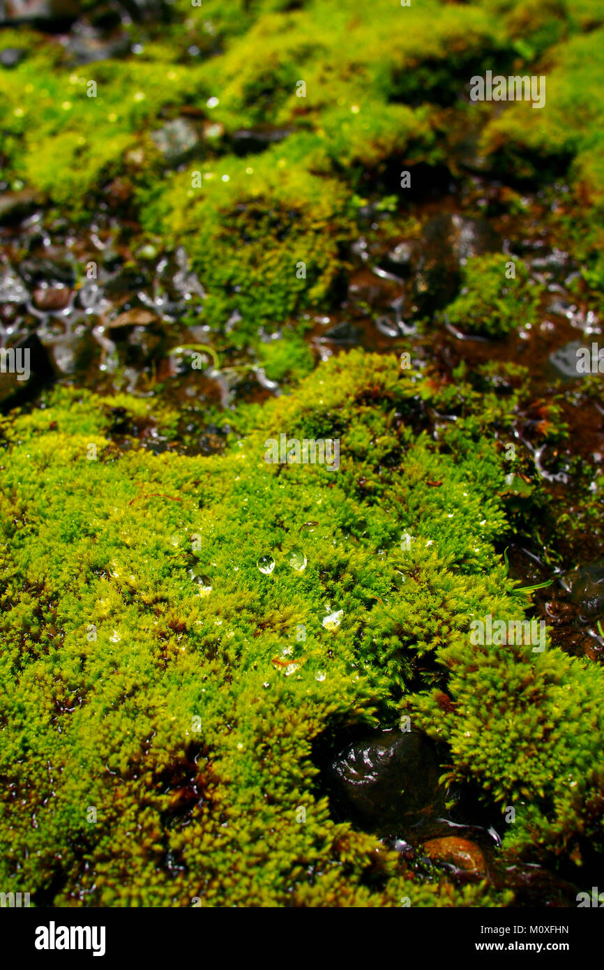 Bubble moss rock hi-res stock photography and images - Alamy