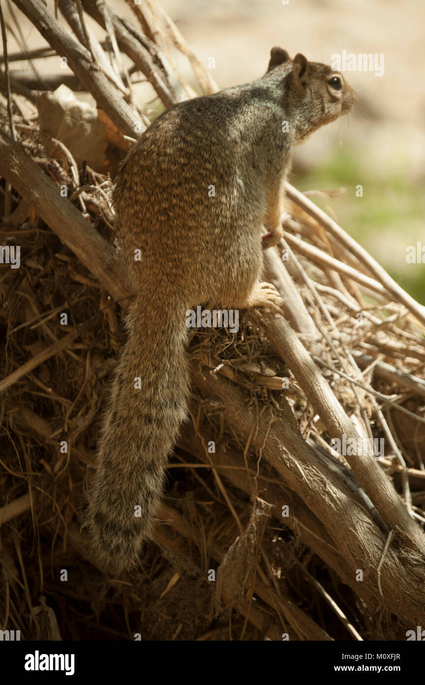 A ground squirrel in Banff National Park Stock Photo - Alamy