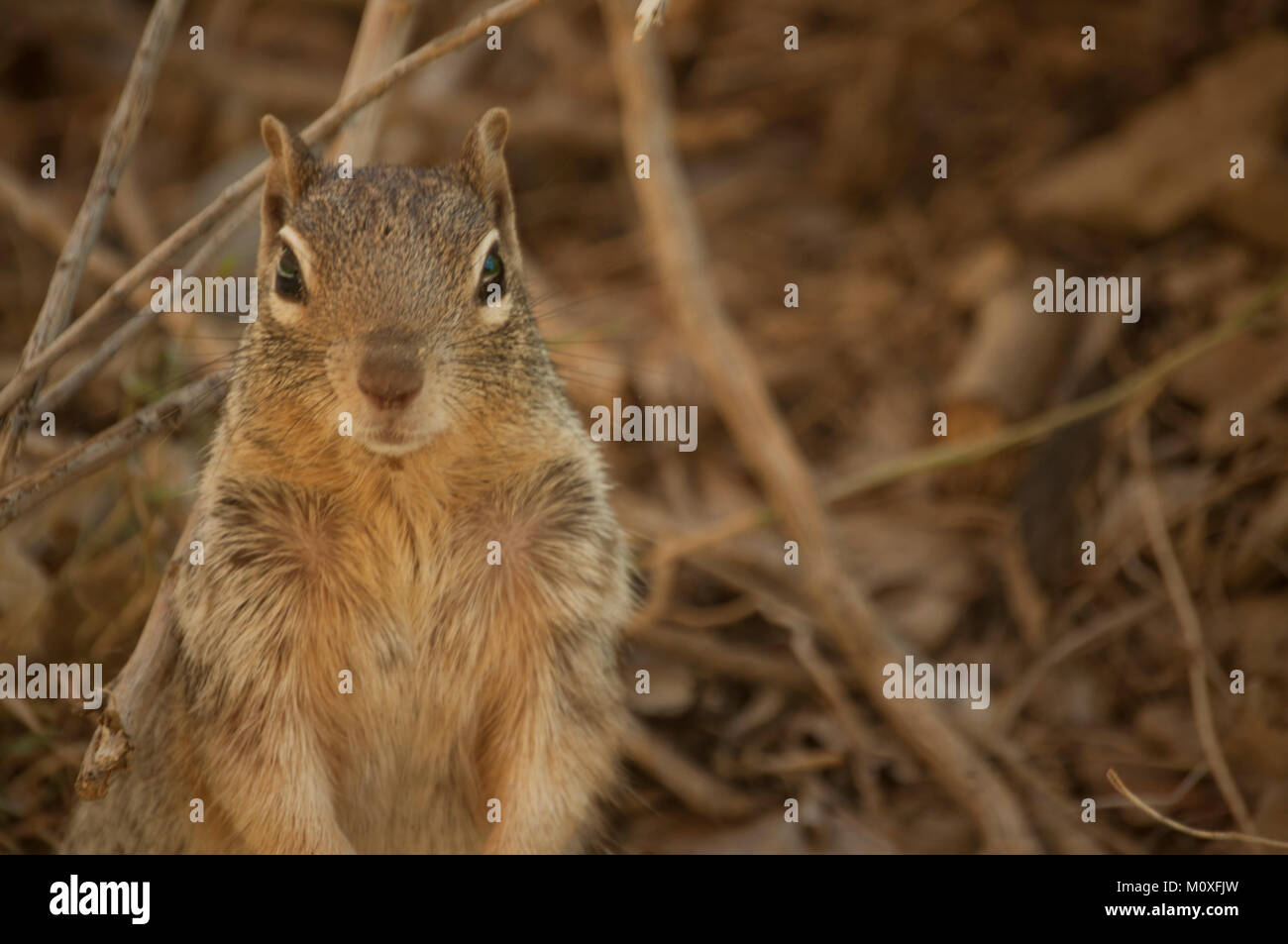 A ground squirrel in Banff National Park Stock Photo - Alamy