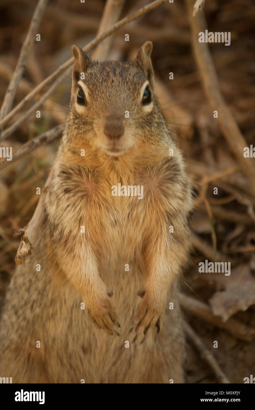 A ground squirrel in Banff National Park Stock Photo - Alamy