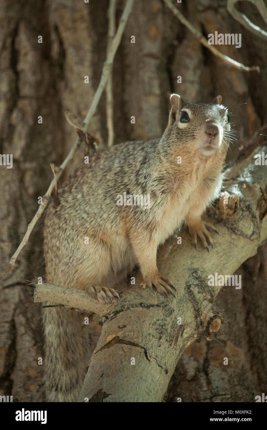 A ground squirrel in Banff National Park Stock Photo - Alamy