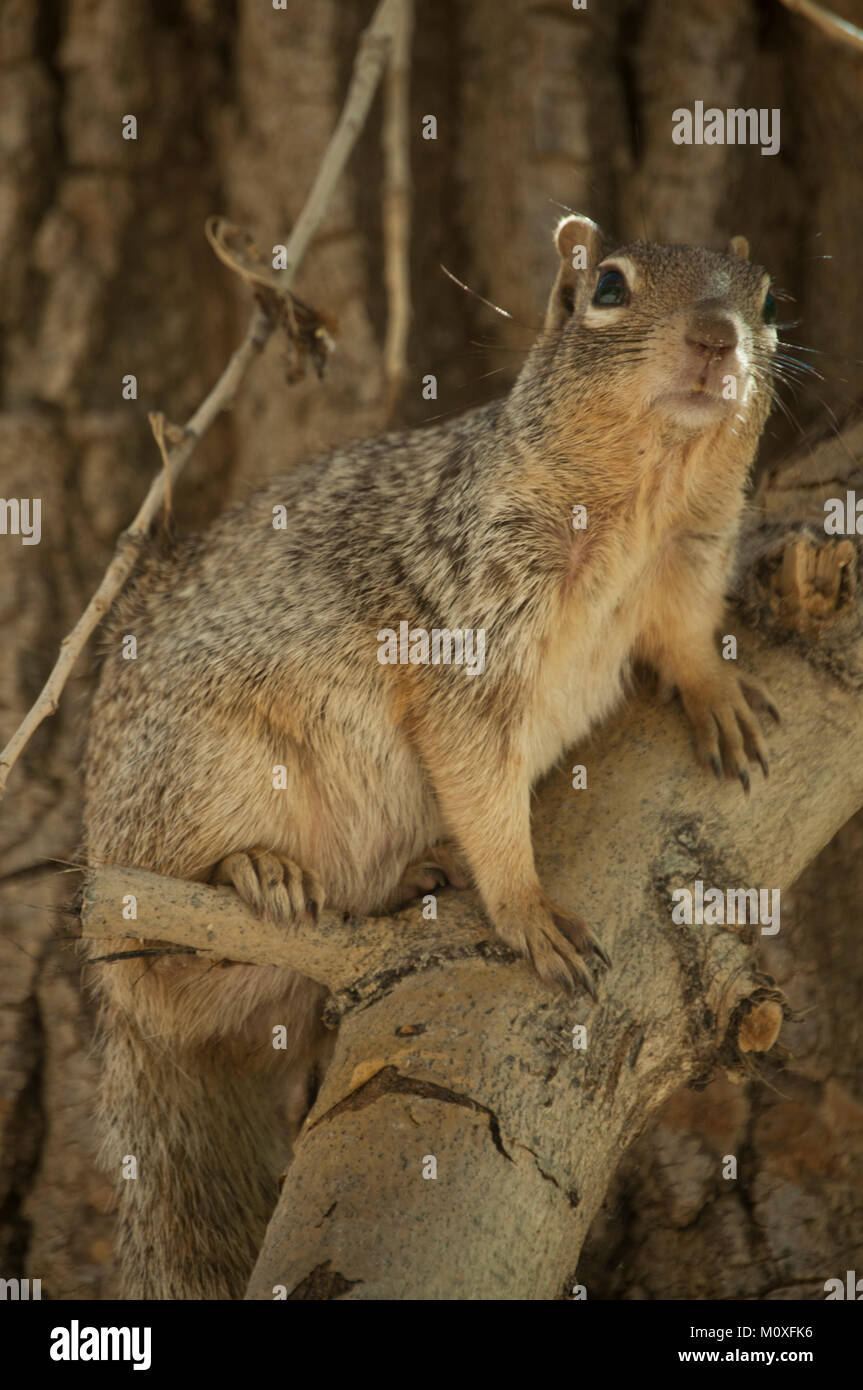 A ground squirrel in Banff National Park Stock Photo - Alamy