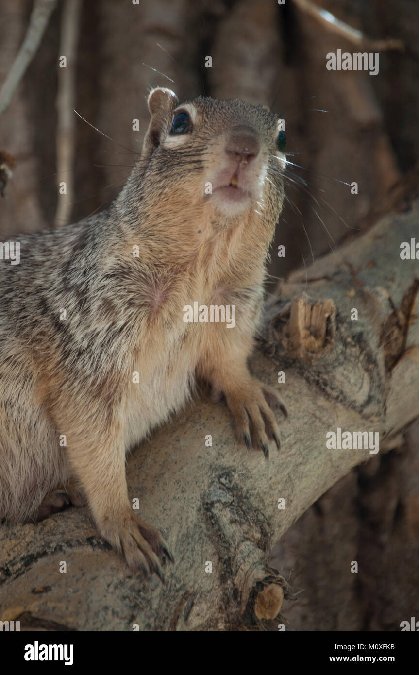 A ground squirrel in Banff National Park Stock Photo - Alamy
