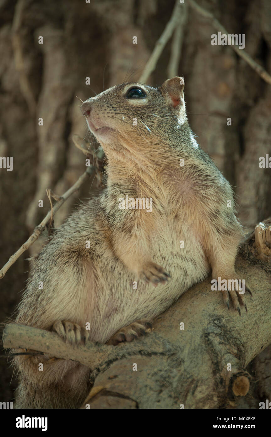 A ground squirrel in Banff National Park Stock Photo - Alamy