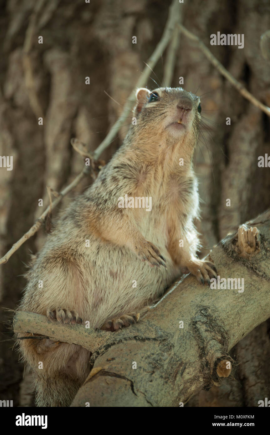 A ground squirrel in Banff National Park Stock Photo - Alamy
