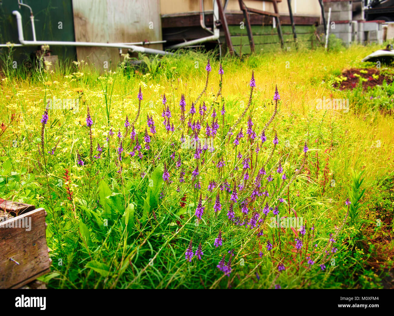 purple wildflowers in the backyard Stock Photo - Alamy