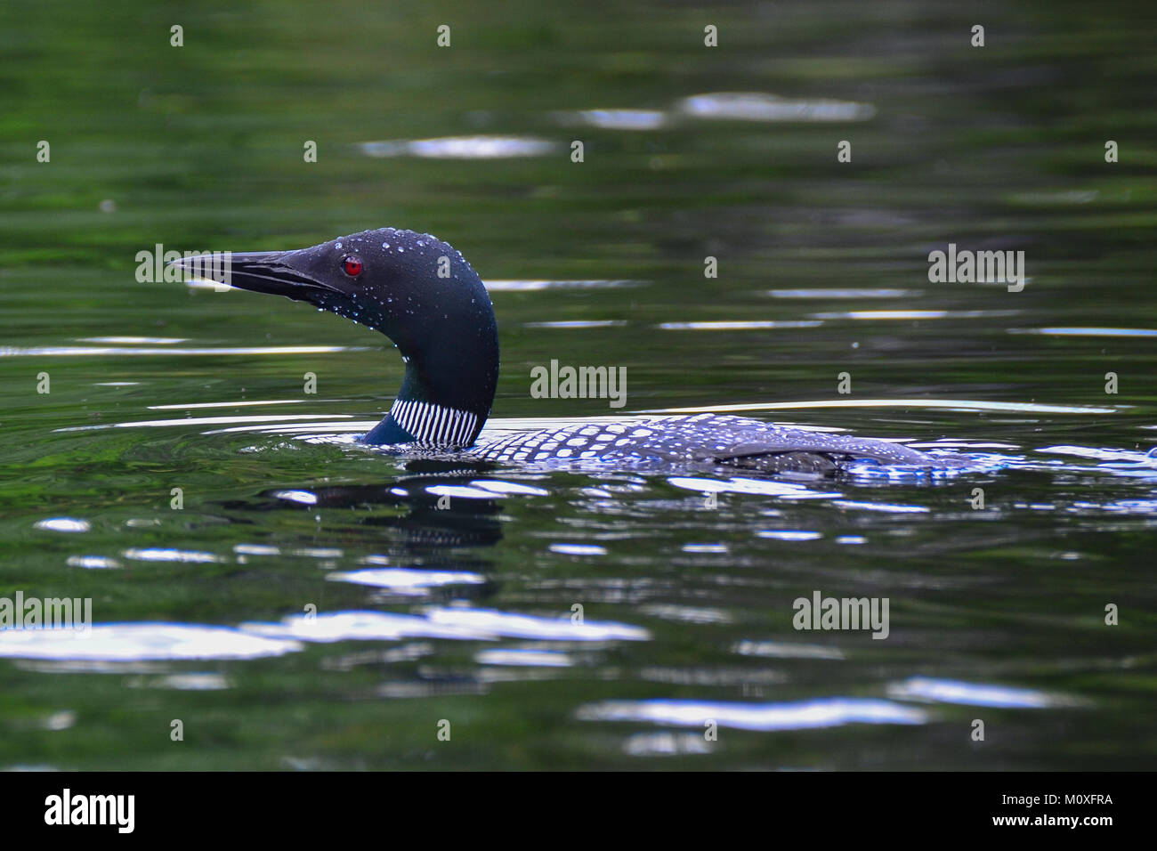 Close up of a common loon, Gavia immer, swimming in Mason Lake in the ...