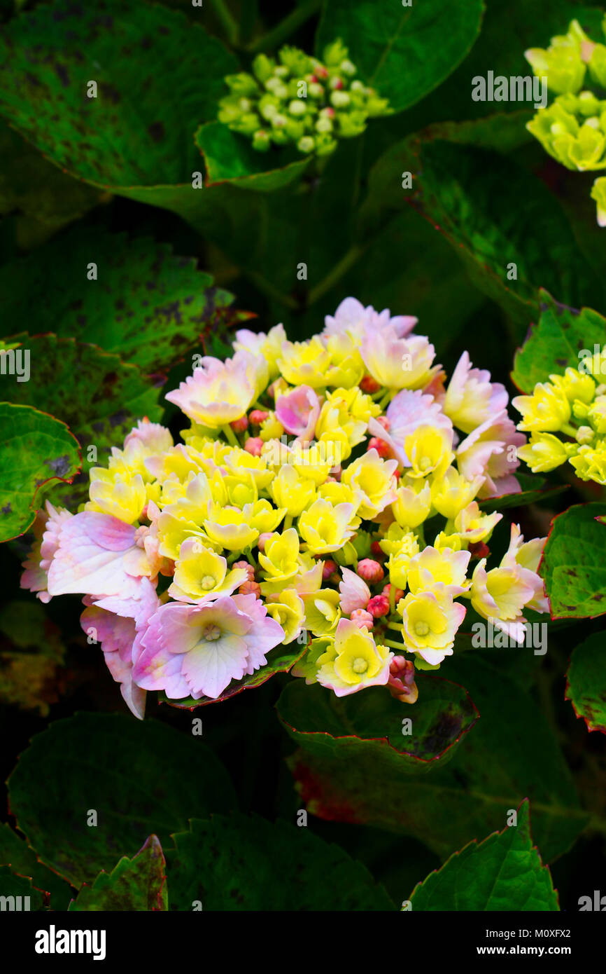 yellow and pink hydrangea macrophylla Stock Photo - Alamy