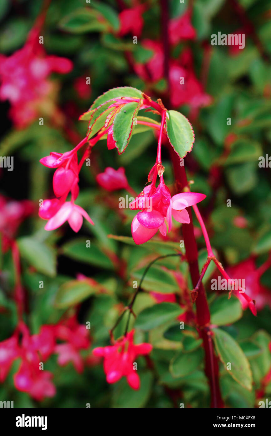 red fuchsia plant Stock Photo - Alamy