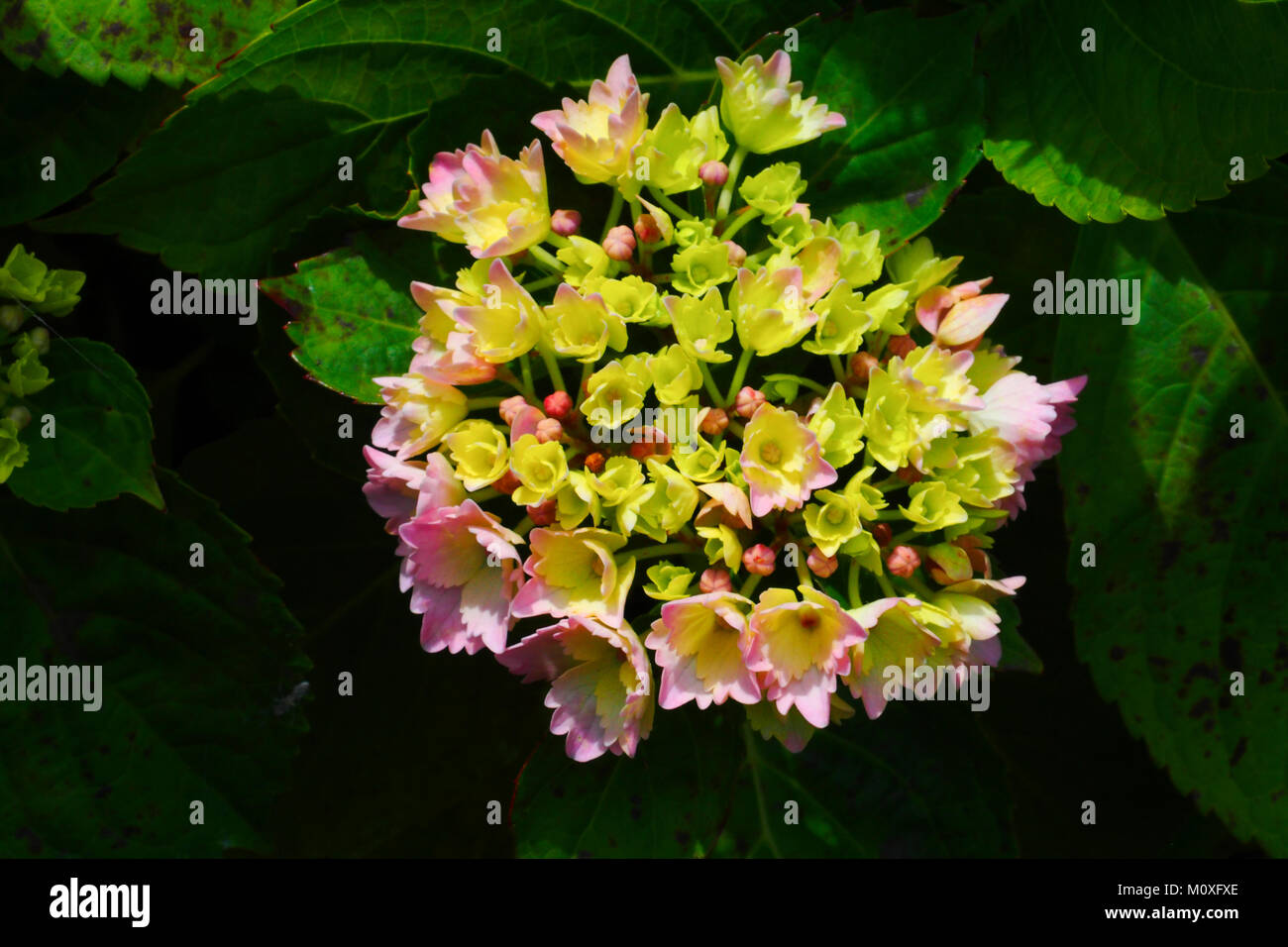 yellow and pink hydrangea macrophylla Stock Photo - Alamy