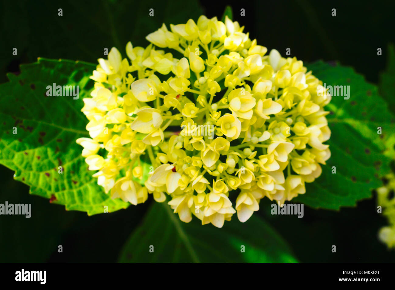 yellow hydrangea macrophylla Stock Photo - Alamy
