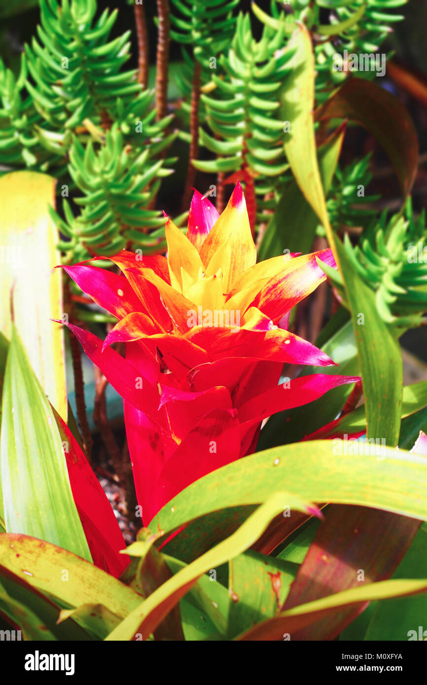 close up of bromeliad flower Stock Photo - Alamy
