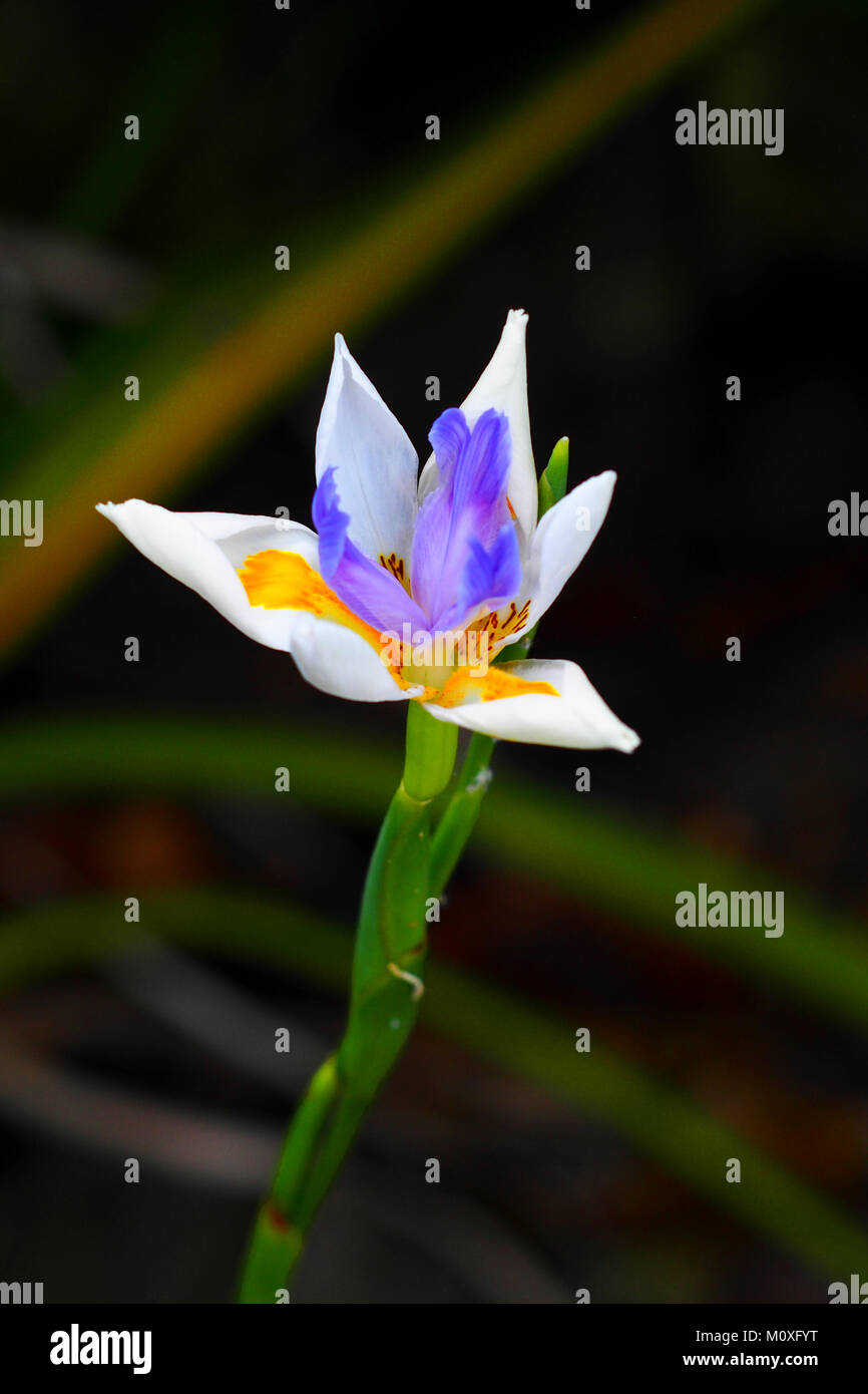 Purple flower backyard new zealand hi-res stock photography and images ...