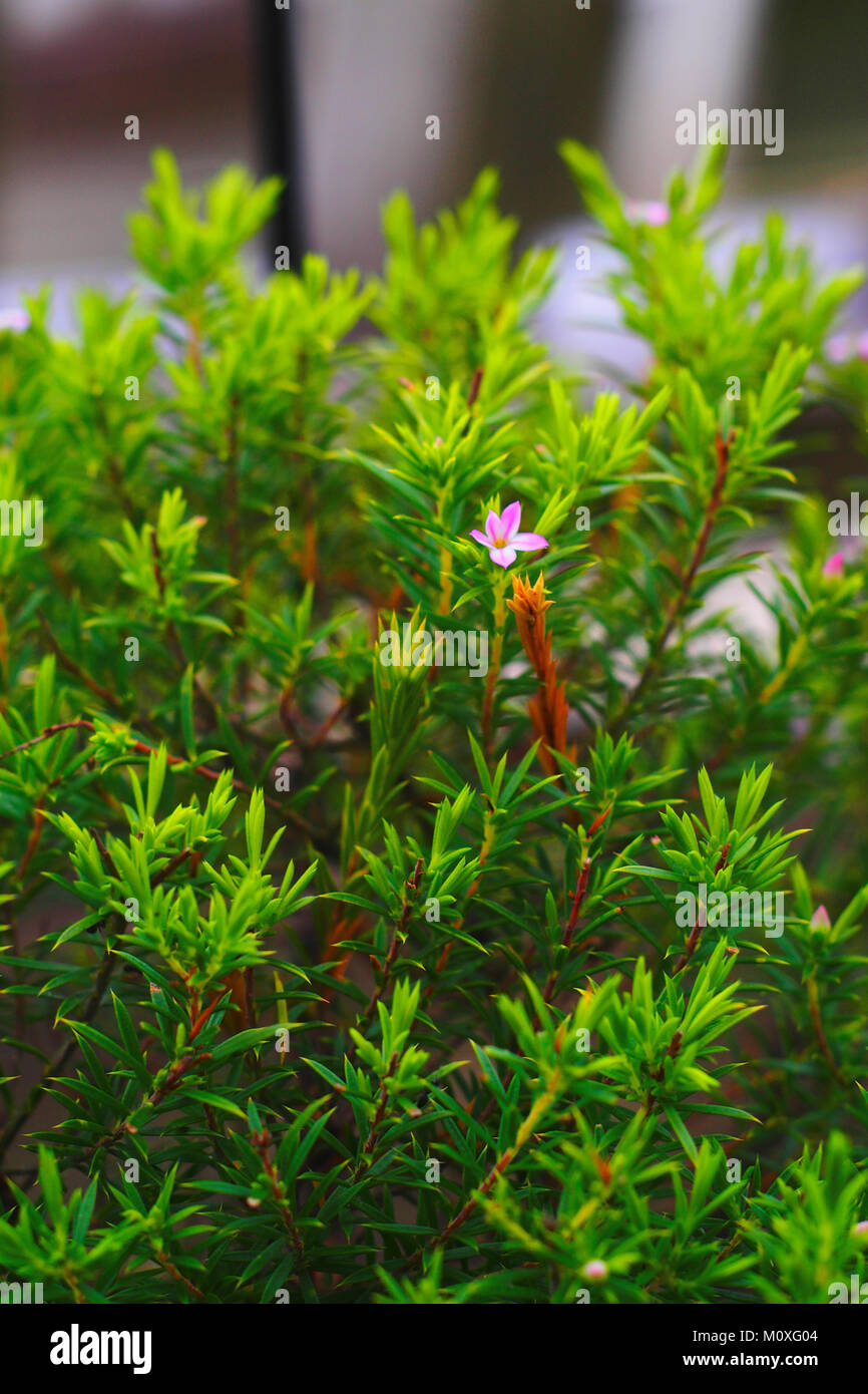 Small summer flower hi-res stock photography and images - Alamy