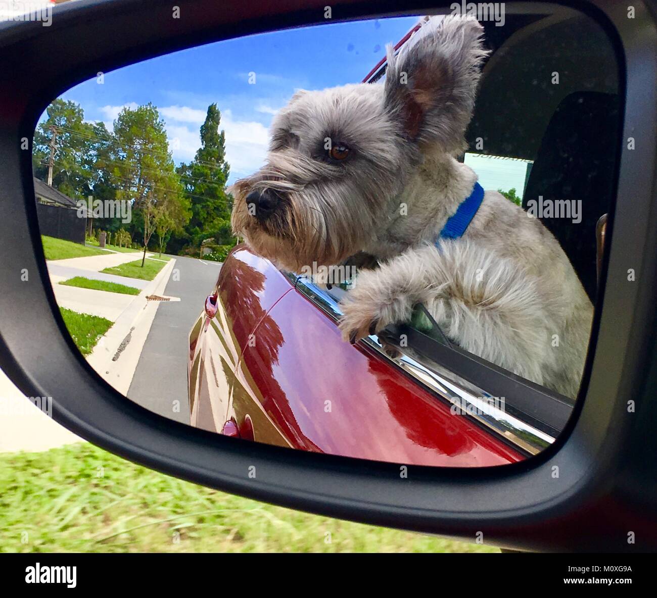 Puppy in the car hi-res stock photography and images - Alamy