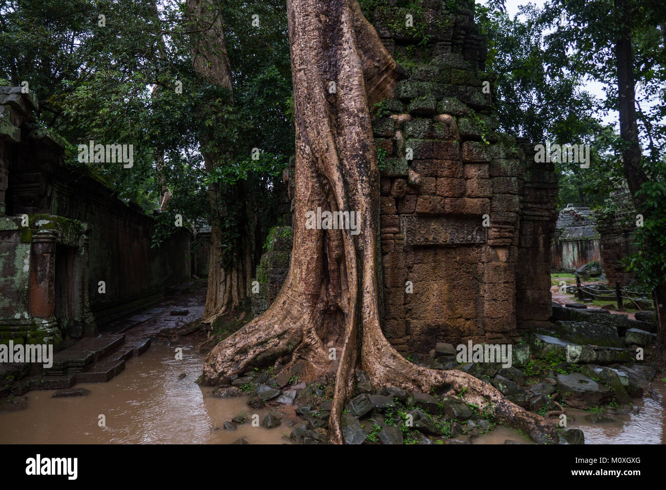 Ta Prohm (Tomb Raider Temple) tree grows through at Angkor Wat in Siem ...