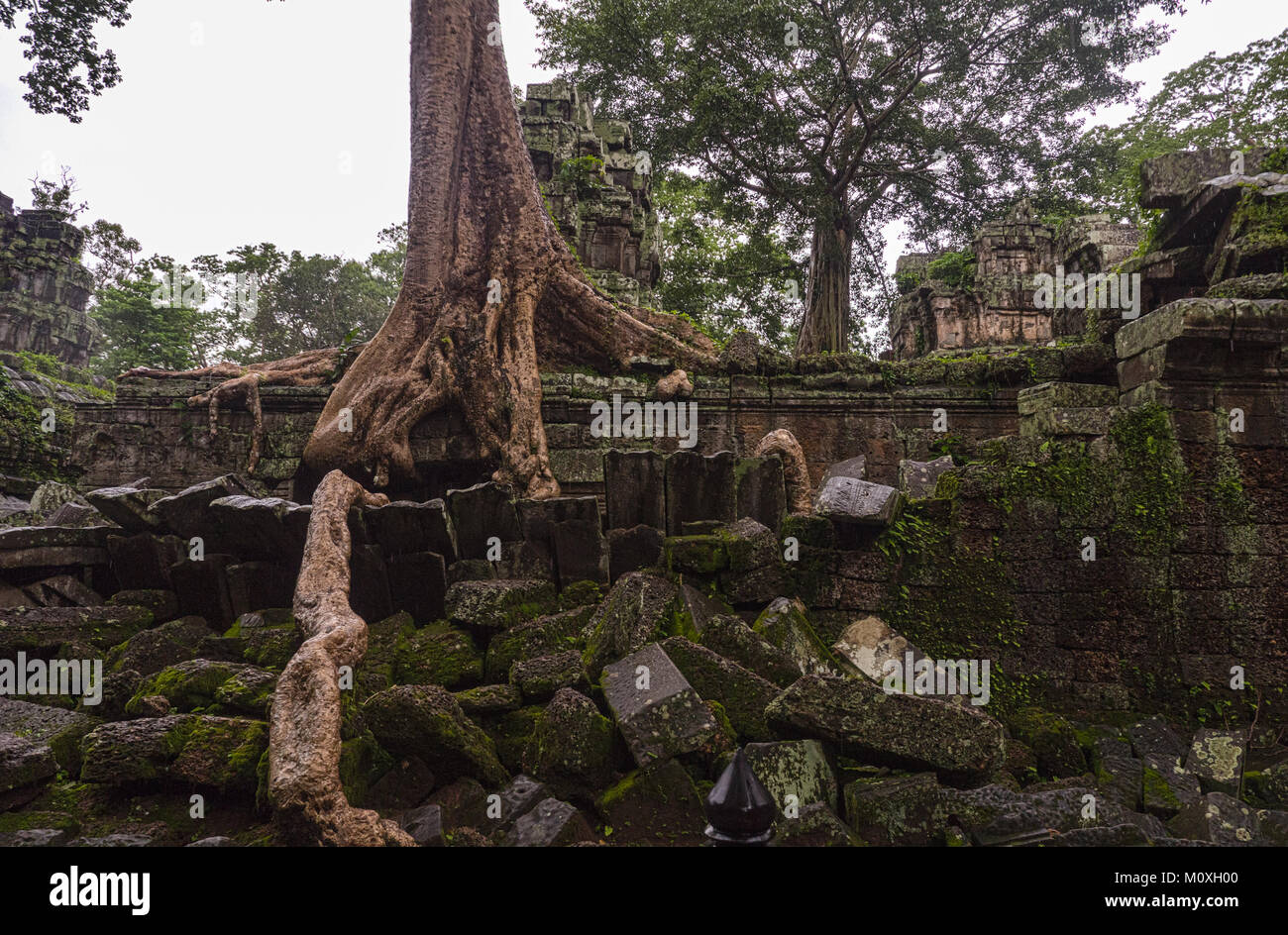 Ta Prohm (Tomb Raider Temple) tree grows through at Angkor Wat in Siem ...