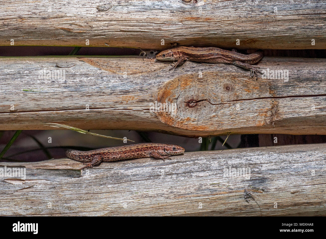 Two lizards on a fence Stock Photo - Alamy