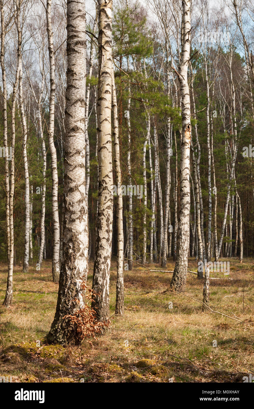 Spring in the birch forest Stock Photo - Alamy