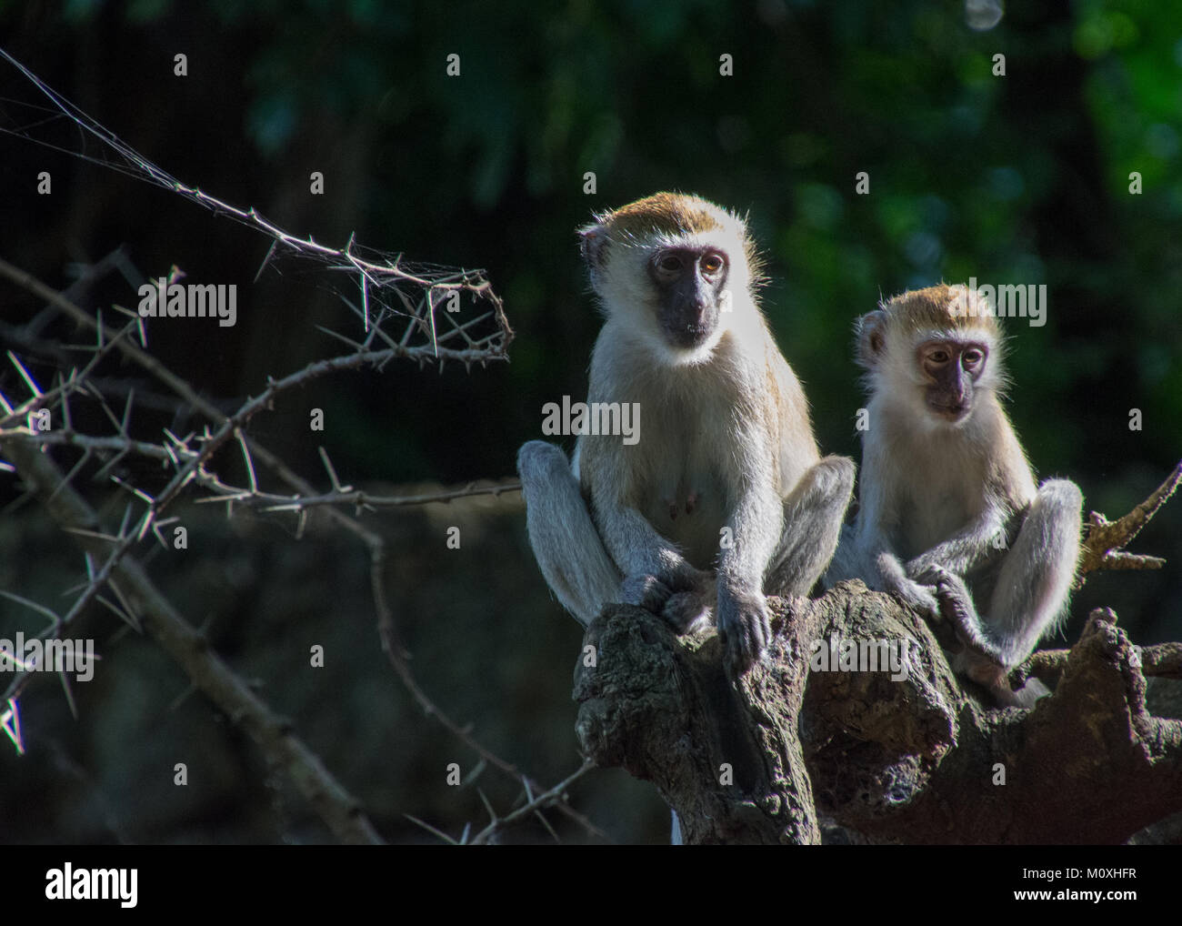Monkey outdoor hi-res stock photography and images - Alamy