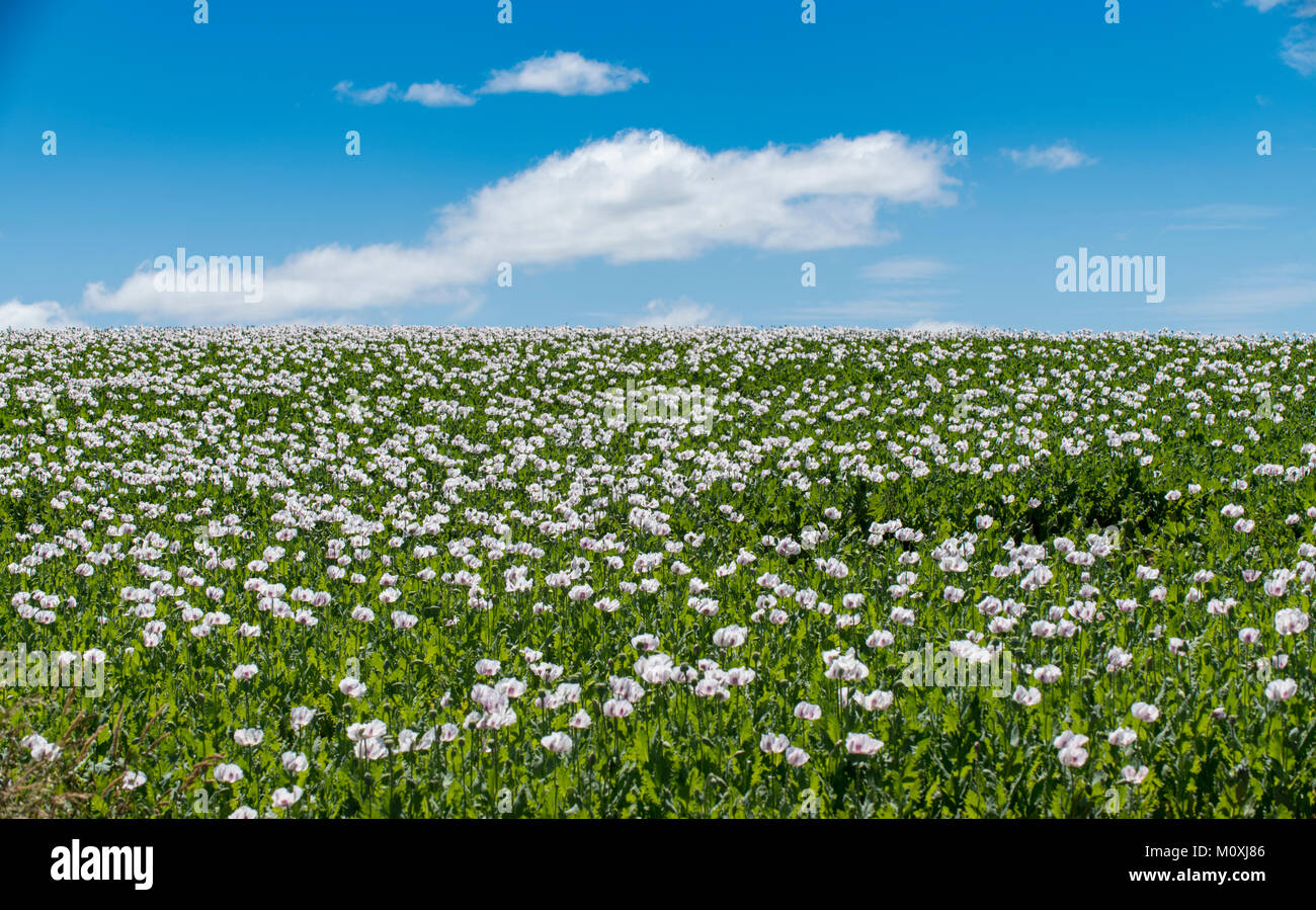 Tasmanian poppy growers High Resolution Stock Photography and Images ...