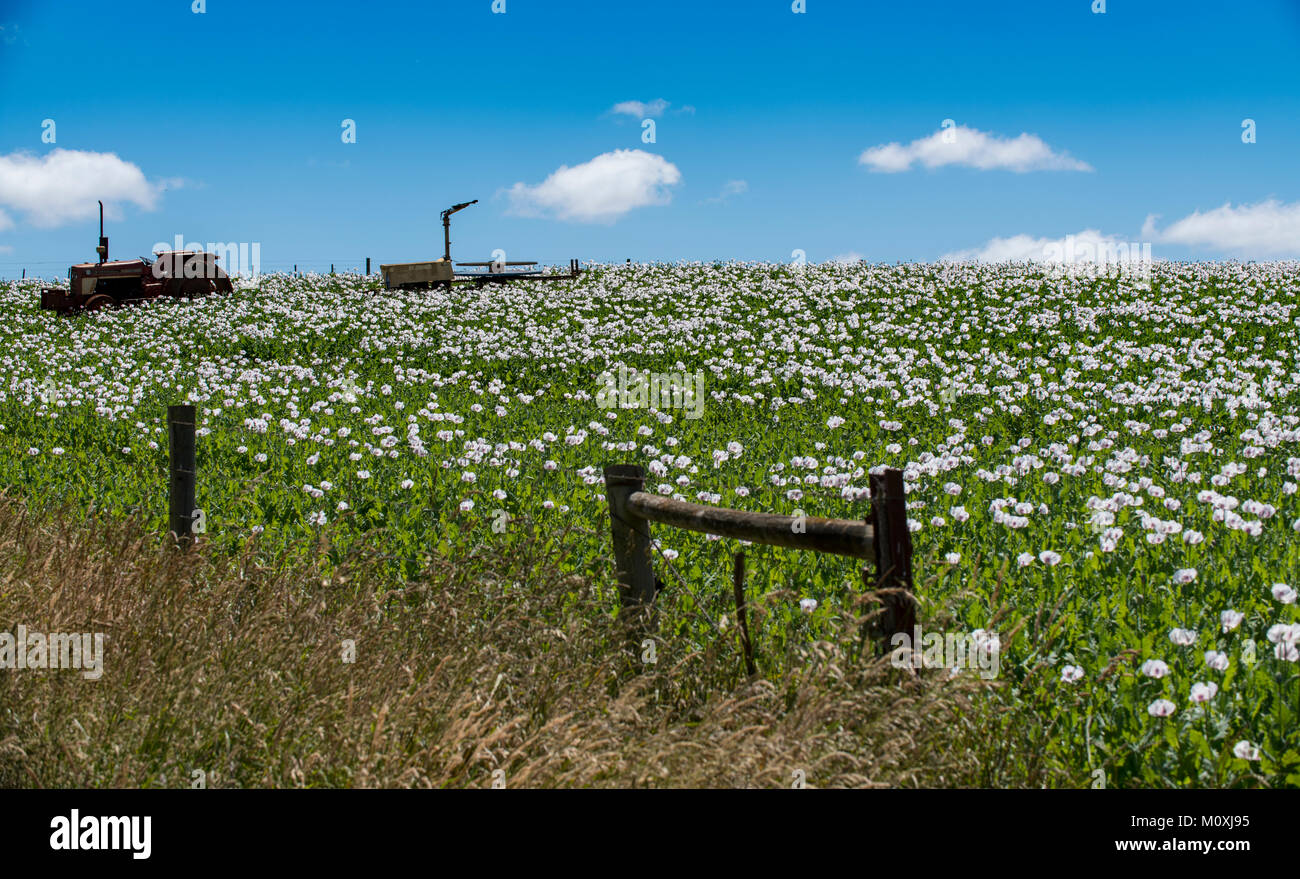 Poppy tasmania hi-res stock photography and images - Alamy