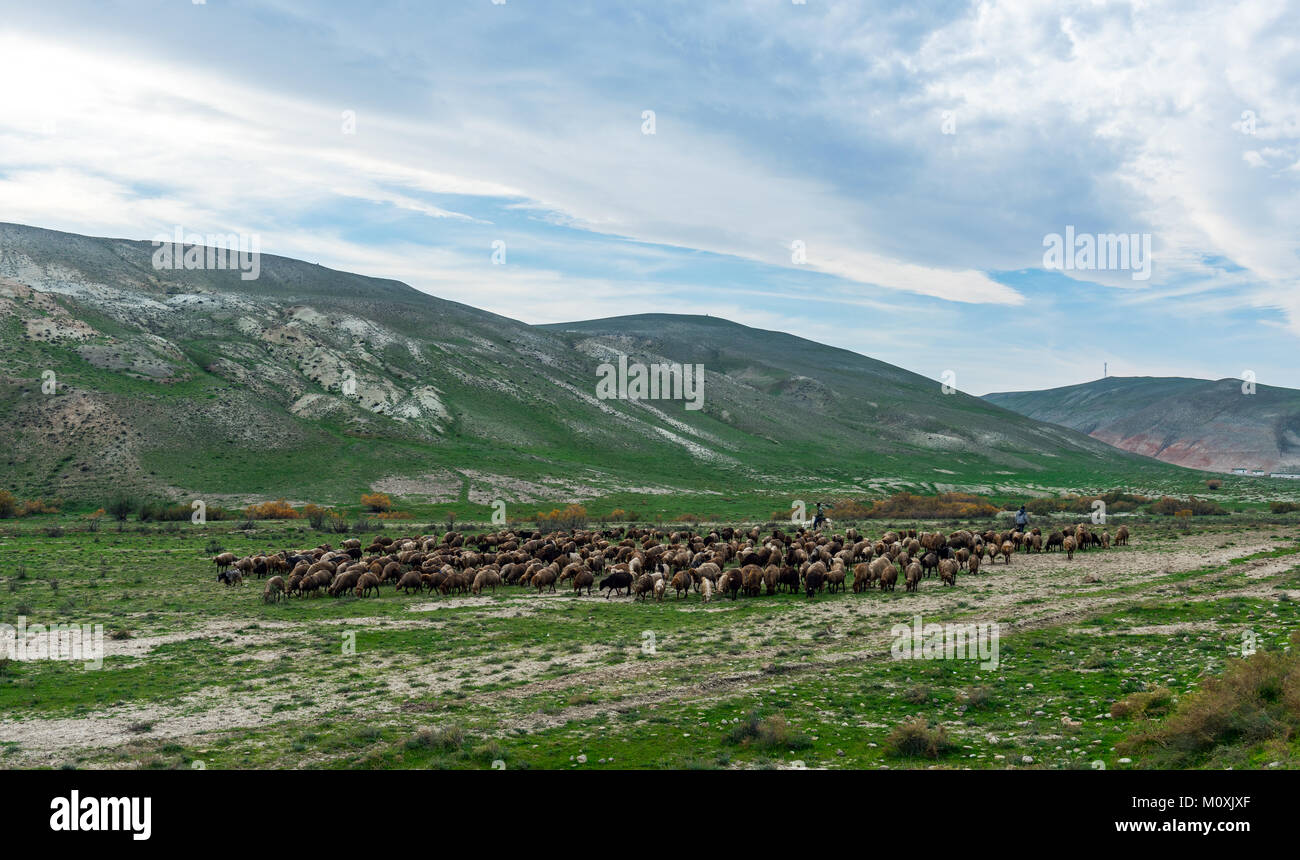 Domestic sheep in central asia hi-res stock photography and images - Alamy