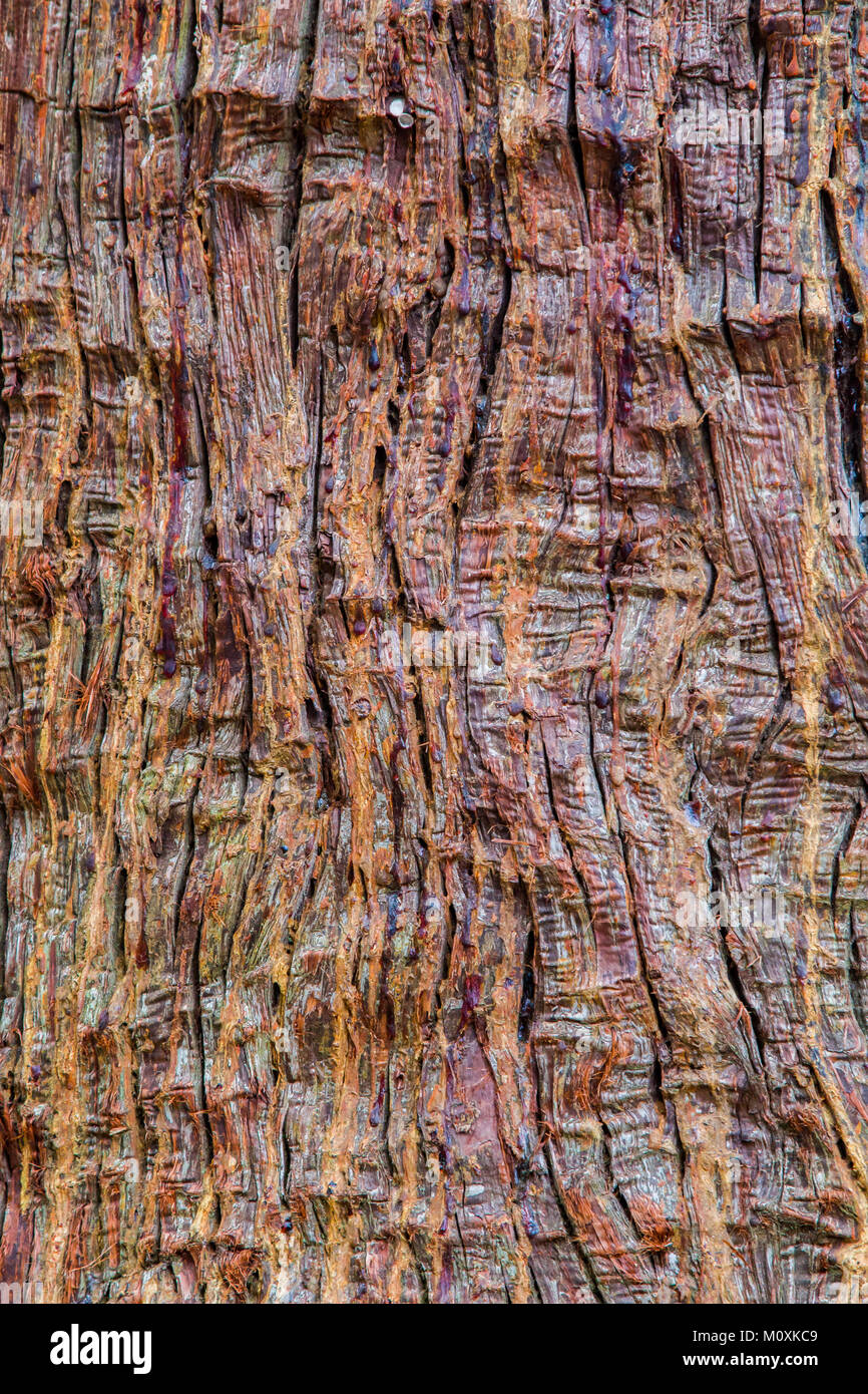 Close up an ancient tree in Japan revealing its textures Stock Photo ...
