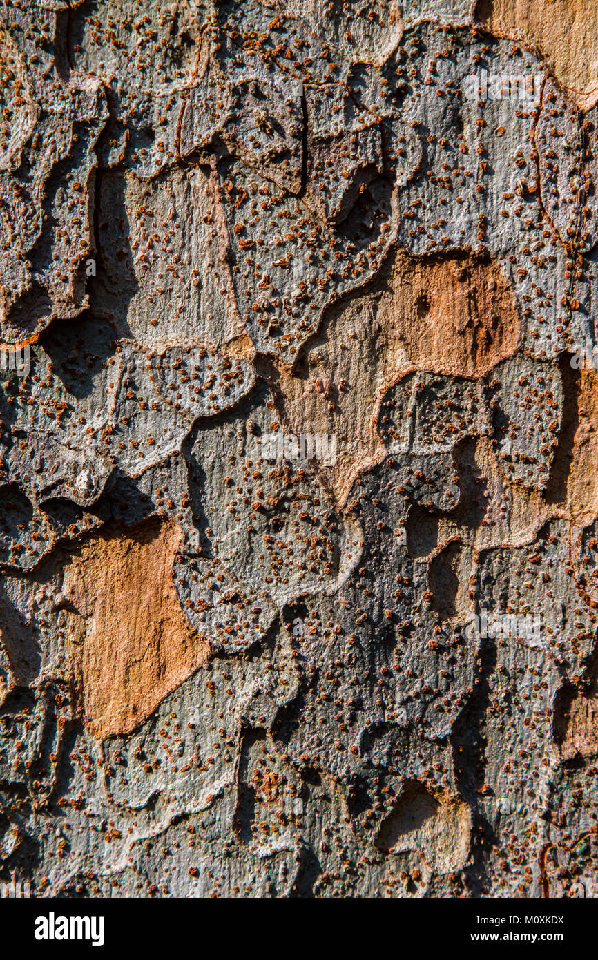 Close up an ancient tree in Japan revealing its textures Stock Photo ...