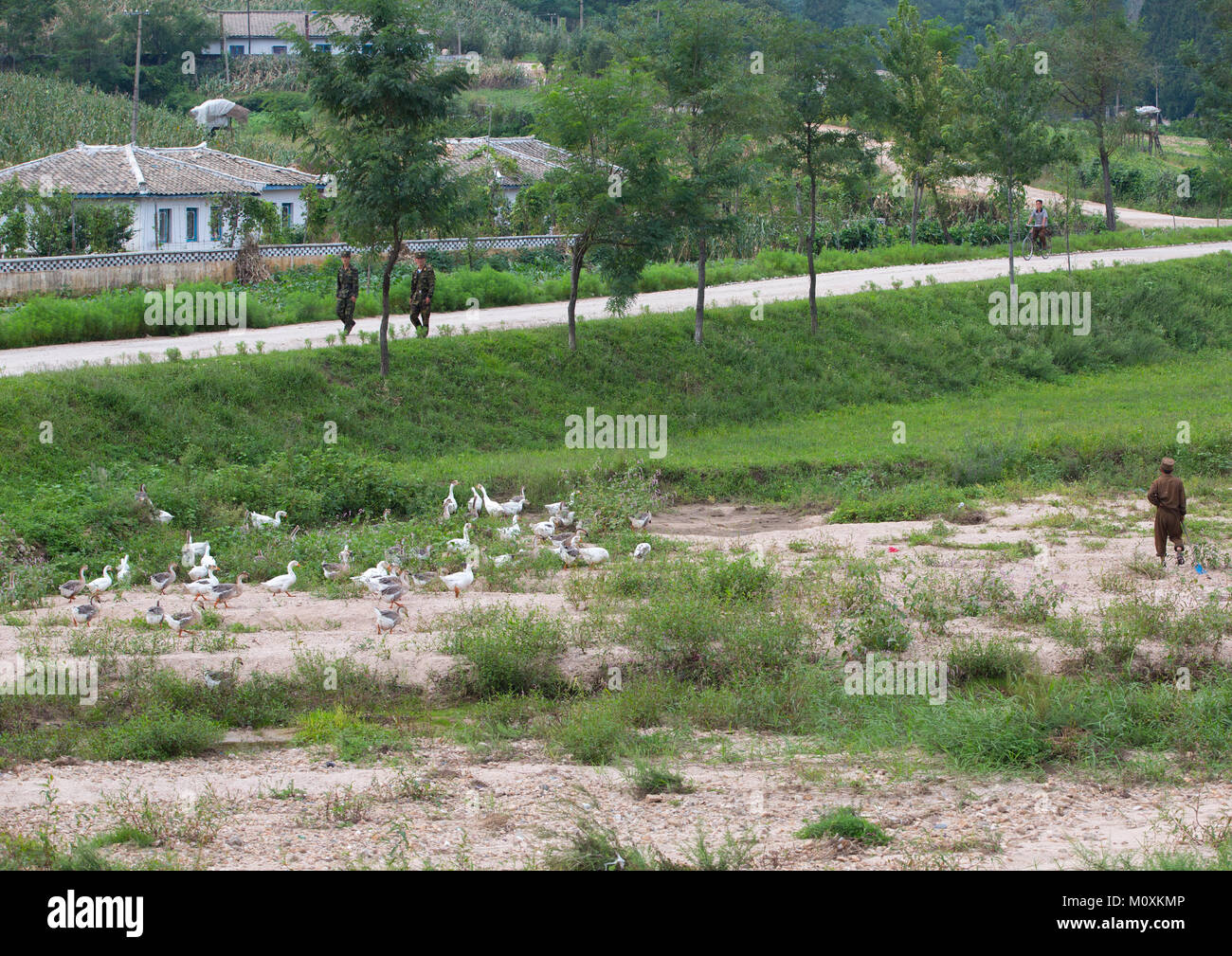 North Korean soldiers herding ducks in the countryside, North Hwanghae ...