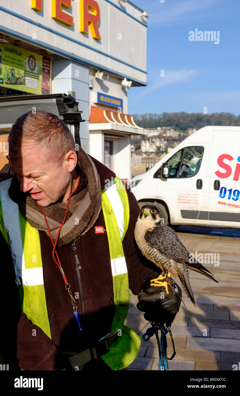 The Falcon used to scare Birds from the Grand Pier, Weston-super-Mare ...