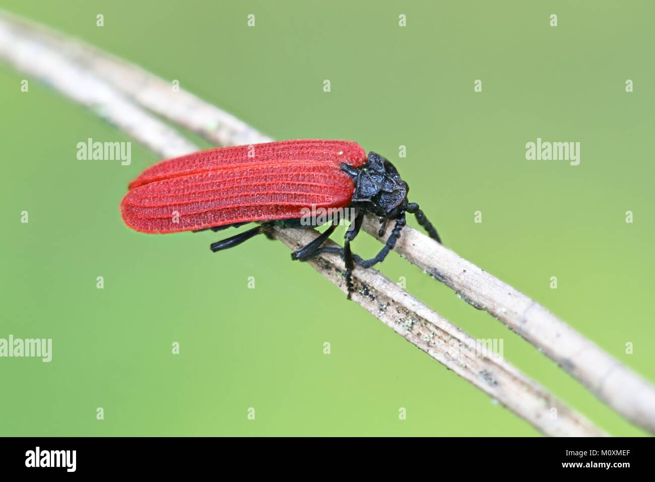 Golden net-winged soldier beetle, Dictyopteris aurora Stock Photo - Alamy